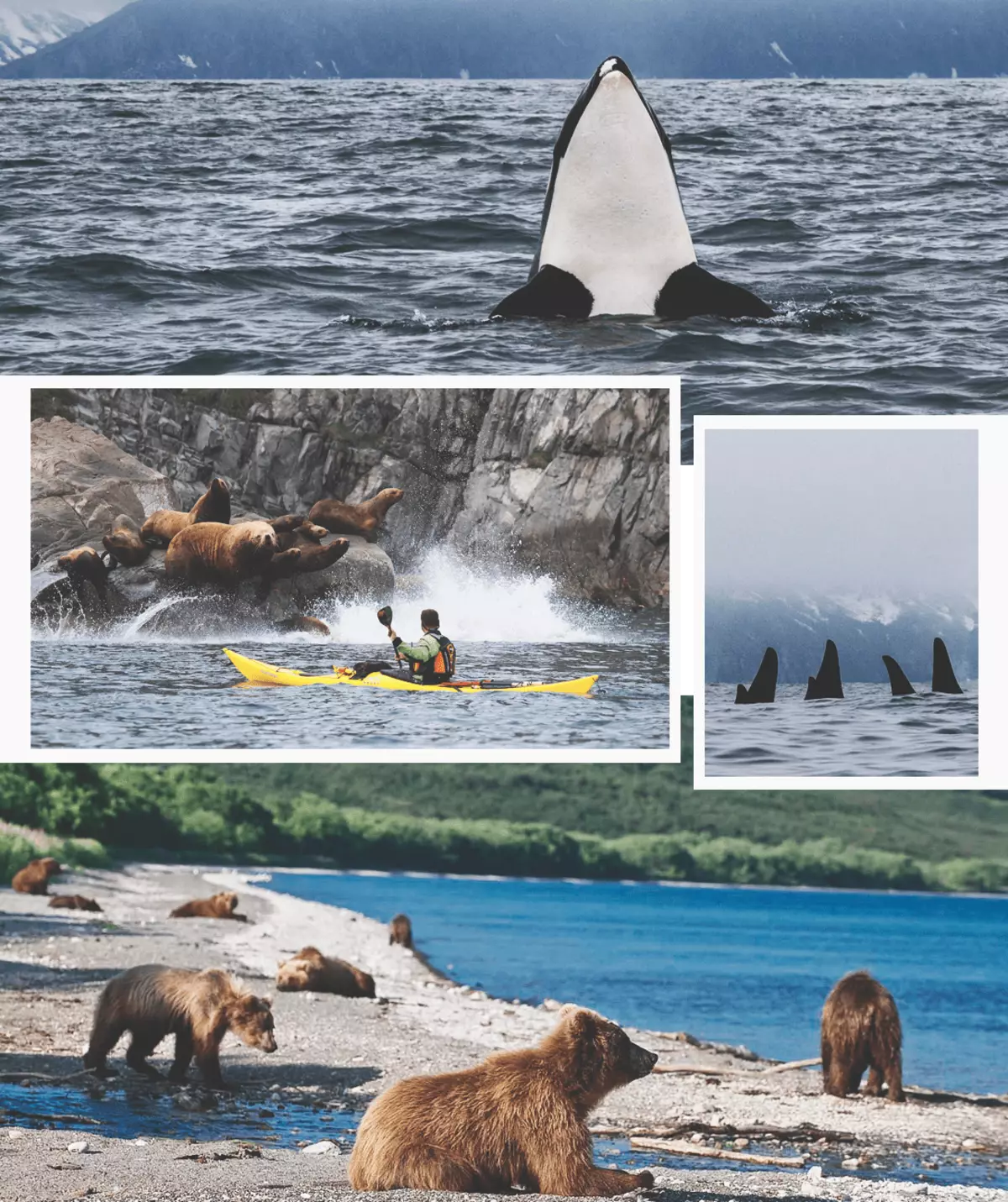 Grand et gentil: 5 meilleures circuits pour la baignade avec des baleines 12693_1