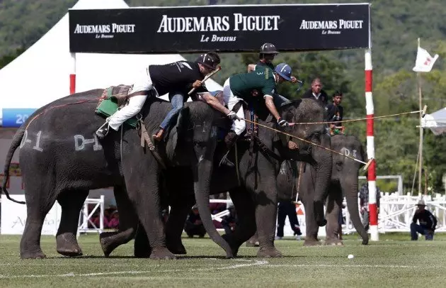 Polo on elephants for the king cup