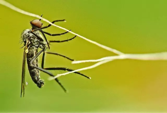 Kaffe Human - betyder fra insekter