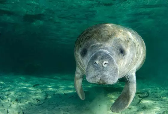 Manatee.