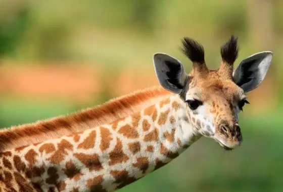 girafă