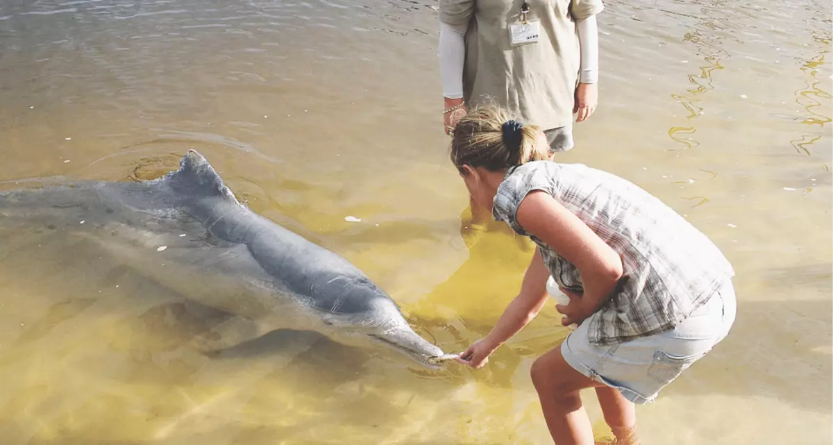 Zbog karantina, Dolphins propustio ljudi toliko da su počeli da donose poklone 16420_3