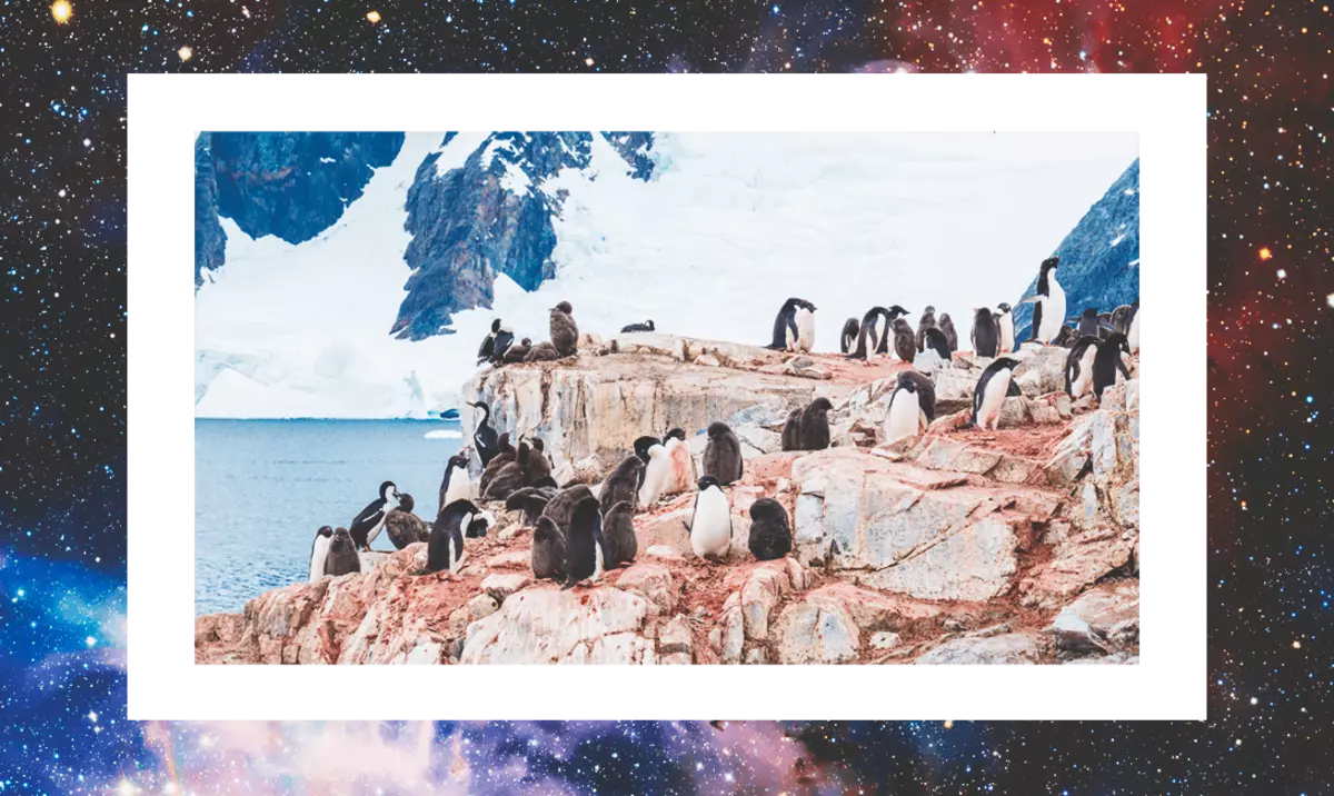 Scientists call on everyone who is on quarantine, search for penguins and galaxies 16919_1