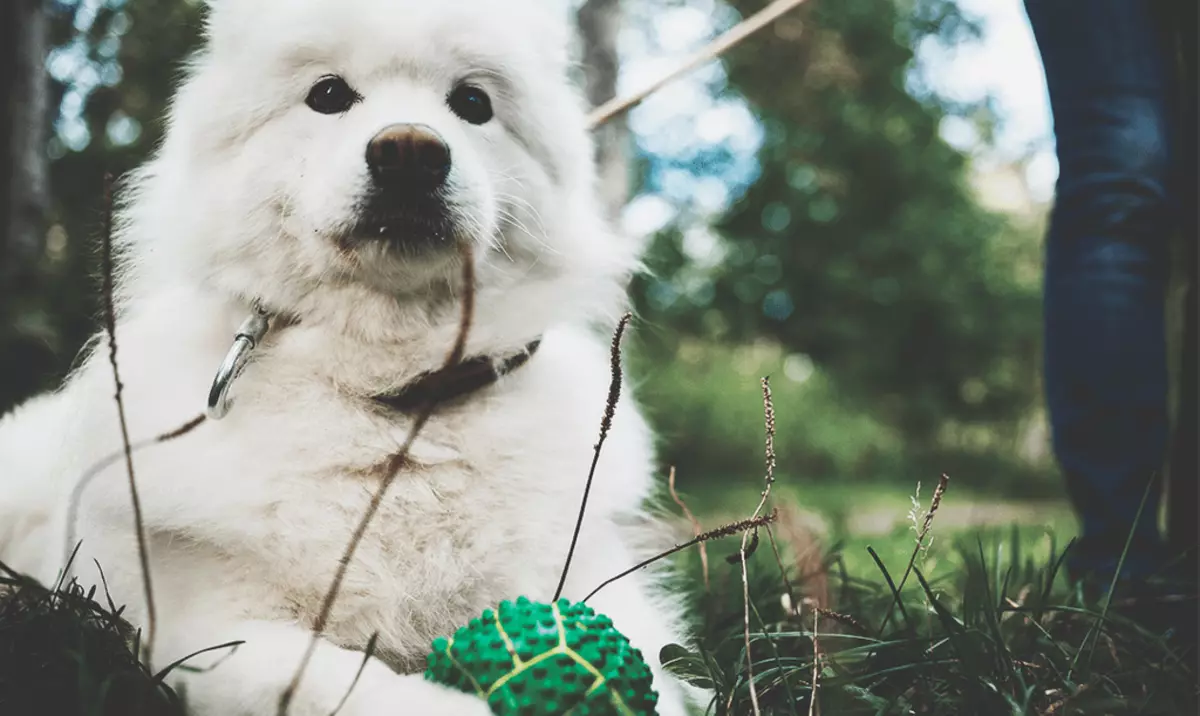 Hoe een puppy van een echte 