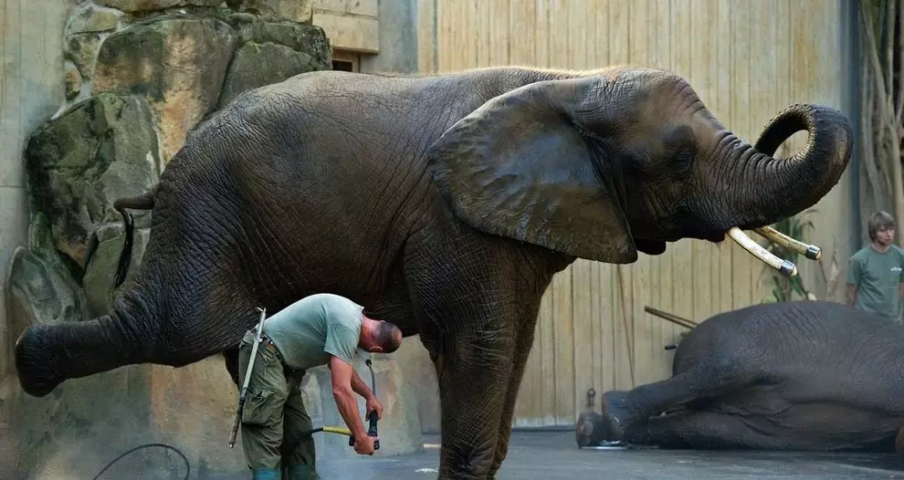 Rainer Krautはドレウジーのドリースデン動物園でDramboという名前のゾウの腹を洗い流してください。