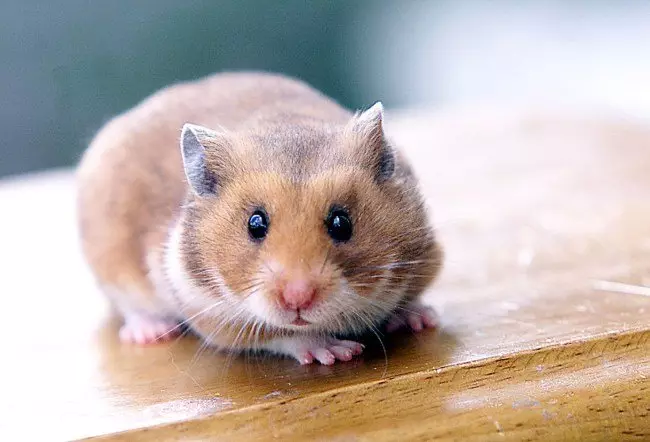 Hamster gemaakt om op de bus te betalen