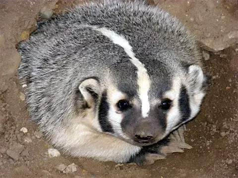 pamaréntah Britania moal ngabasmi badgers 4865_1