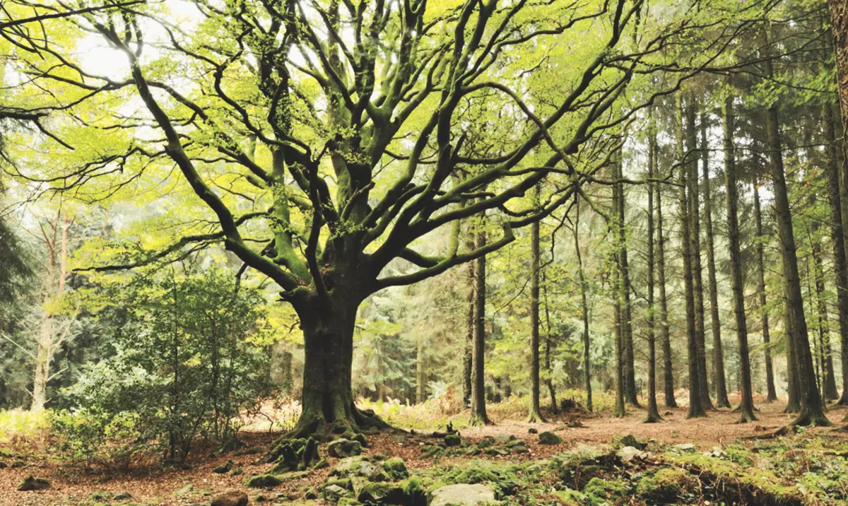 8 de los bosques más hermosos de Europa, que deben visitarse mientras no se redujeron. 580_1