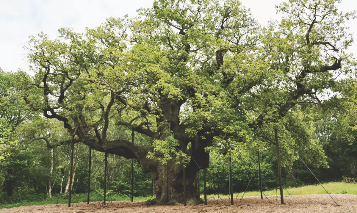 8 de los bosques más hermosos de Europa, que deben visitarse mientras no se redujeron. 580_10