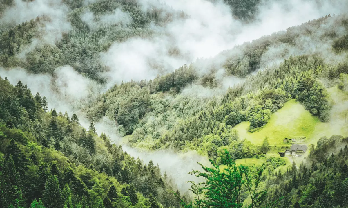 8 de los bosques más hermosos de Europa, que deben visitarse mientras no se redujeron. 580_11