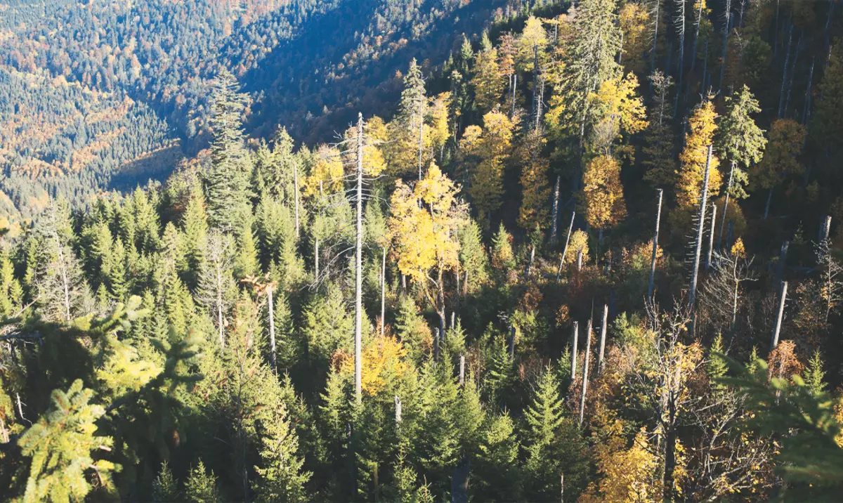 8 de los bosques más hermosos de Europa, que deben visitarse mientras no se redujeron. 580_12