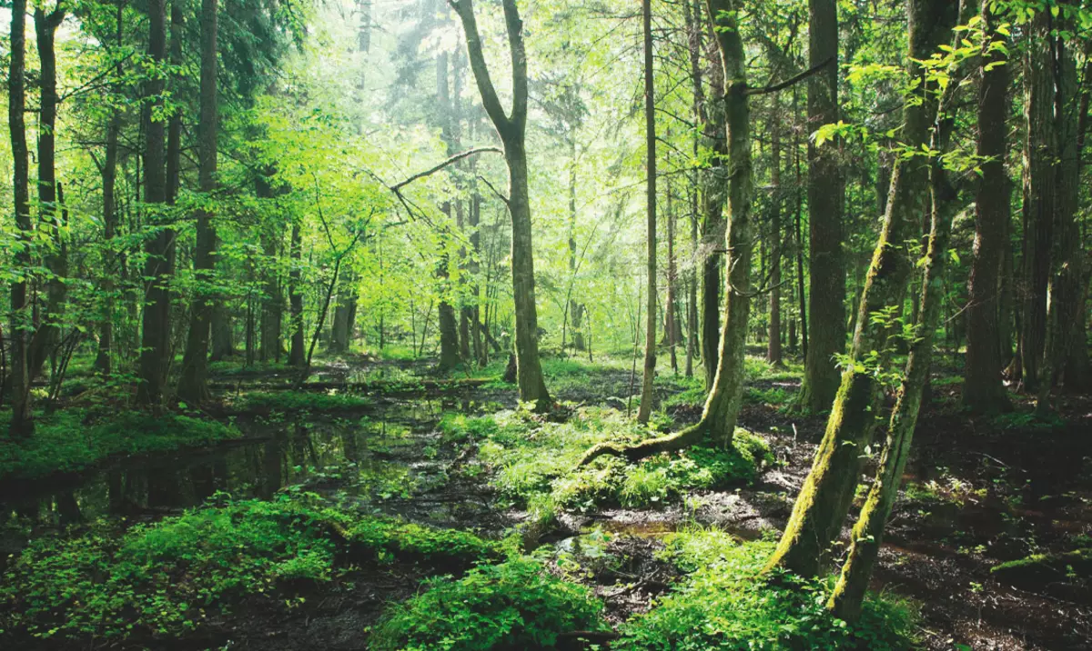 8 de los bosques más hermosos de Europa, que deben visitarse mientras no se redujeron. 580_3