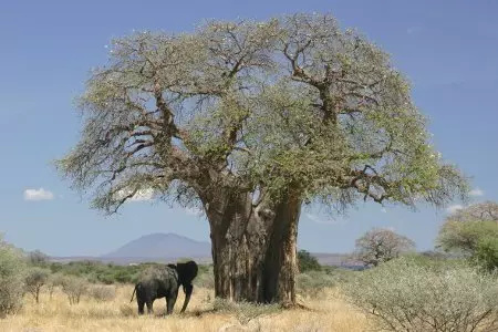 Baobab.