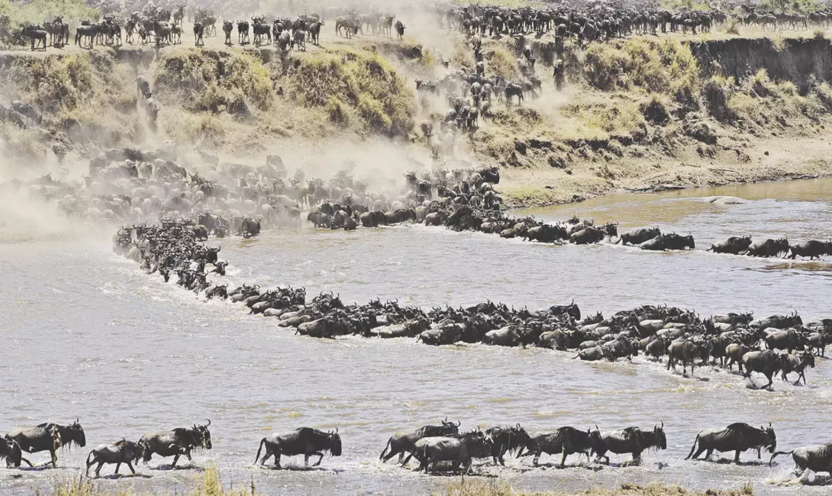 Safari en Tanzanie - une aventure que vous n'oublierez pas 8820_10